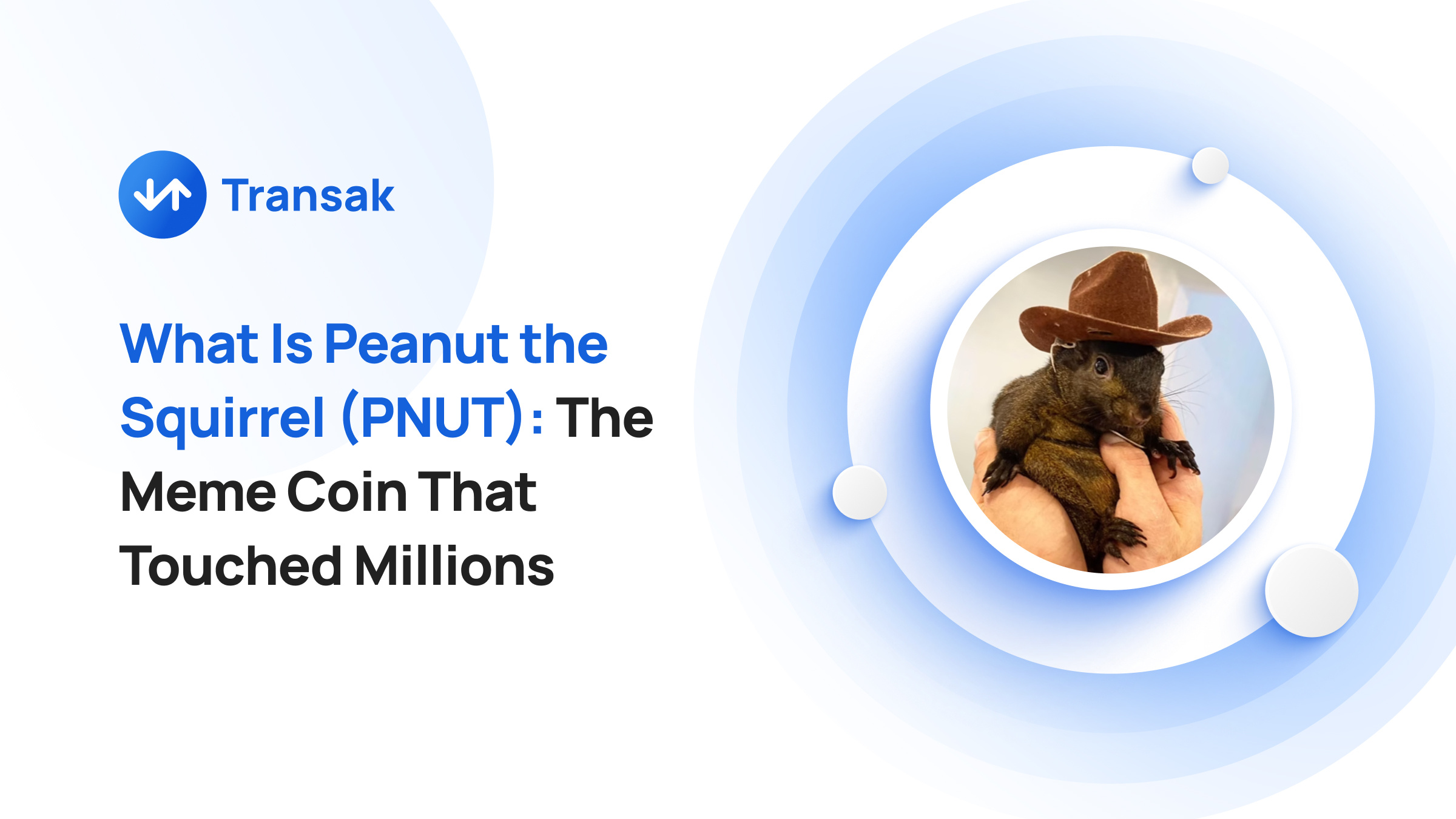 What Is Peanut the Squirrel (PNUT): The Meme Coin That Made The Internet Cry | Transak